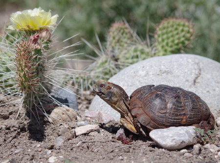 Meet the Ambassador Animals - New Mexico Wildlife Center