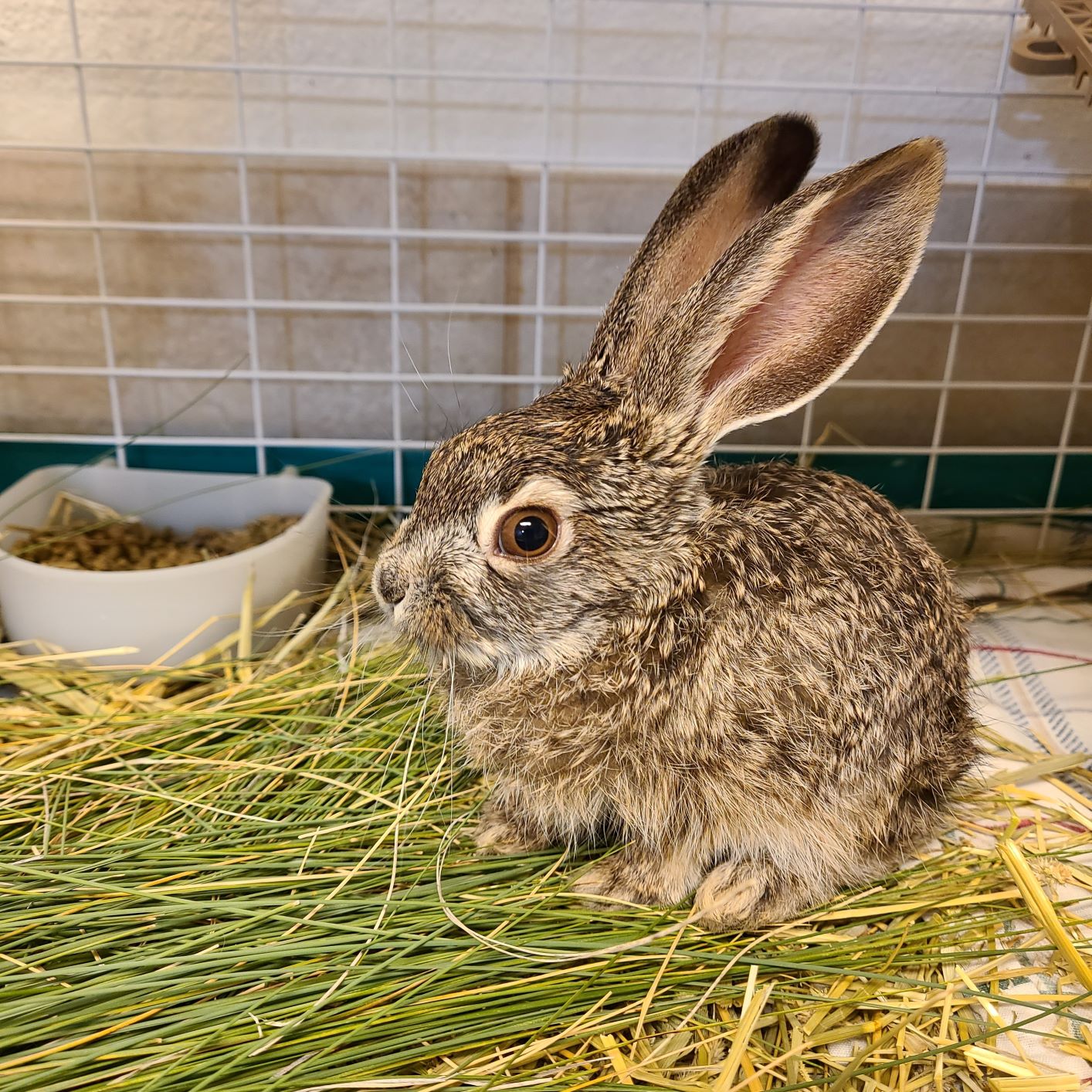 Success Stories - New Mexico Wildlife Center