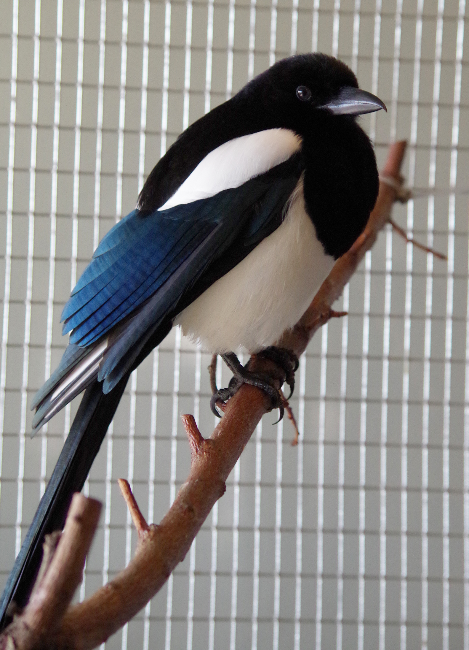 Marcel the Black-billed Magpie (2007-2021) - New Mexico Wildlife Center