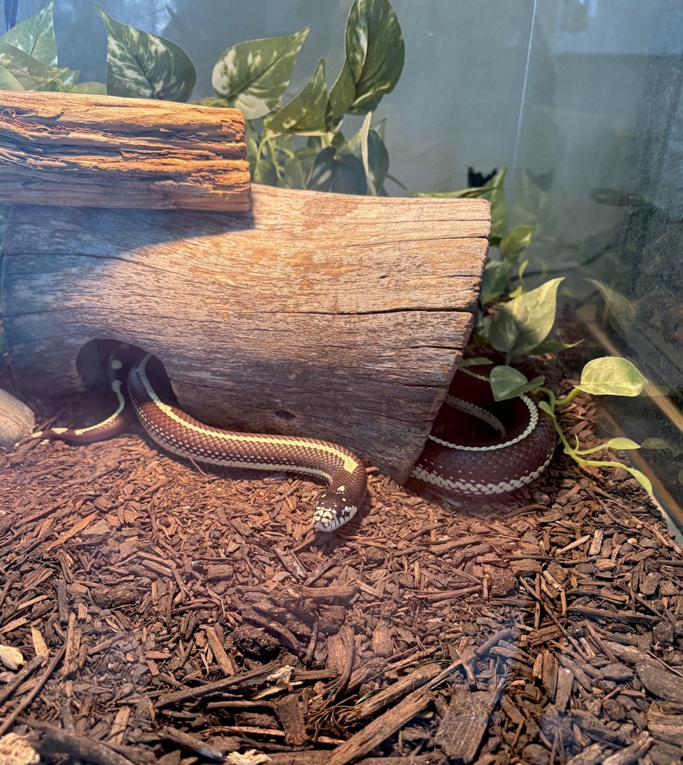Meet the Ambassador Animals - New Mexico Wildlife Center